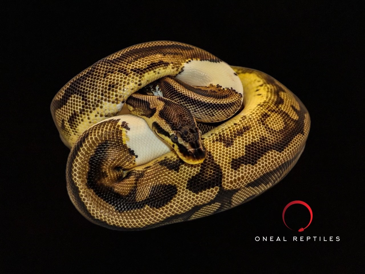 Pastel Piebald Ball Python by Oneal Reptiles - MorphMarket