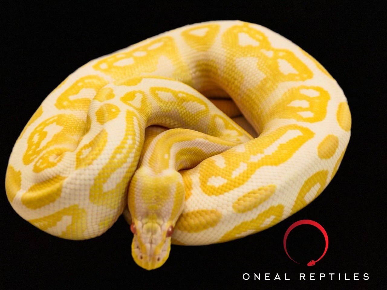 Albino Black Pastel Ball Python by Oneal Reptiles - MorphMarket