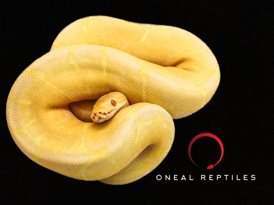 Albino Spider Ball Python by Oneal Reptiles