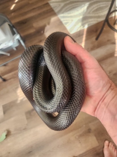 Proven Breeder Pair MBK Mexican Black Kingsnake by NorCal Snake Ranch