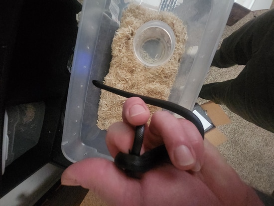 MBK 2023 Hatchlings Mexican Black Kingsnake by NorCal Snake Ranch