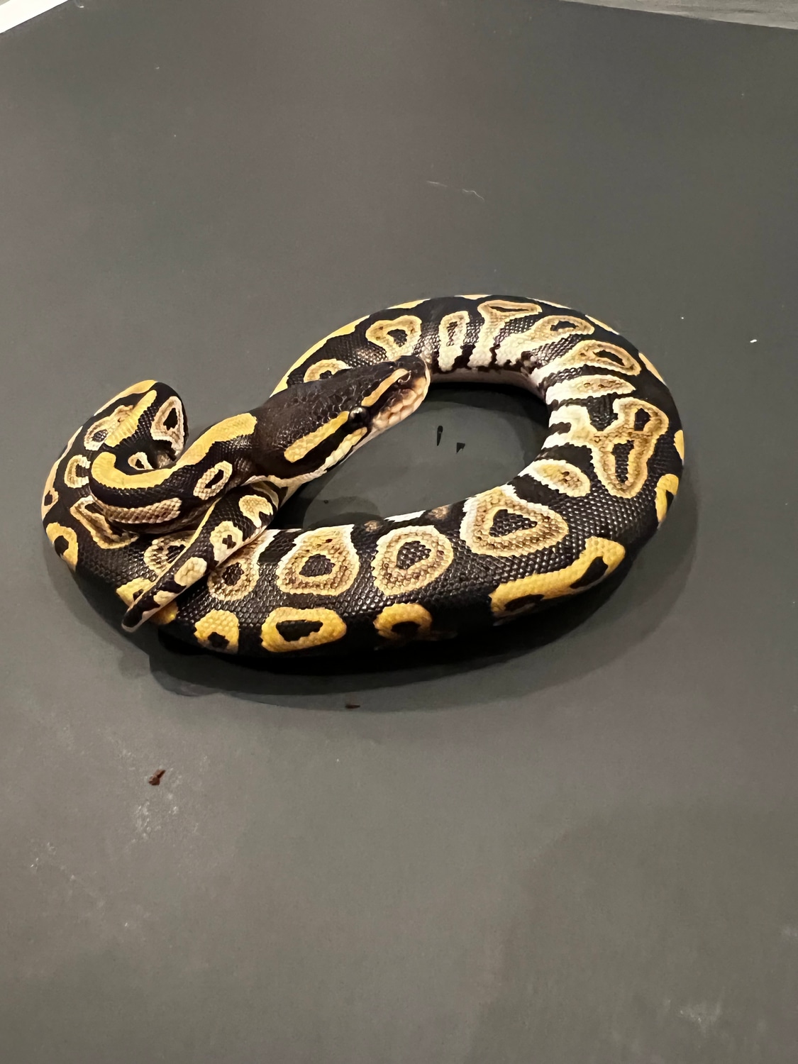 Mystic Ball Python by Rod's Reptiles - MorphMarket