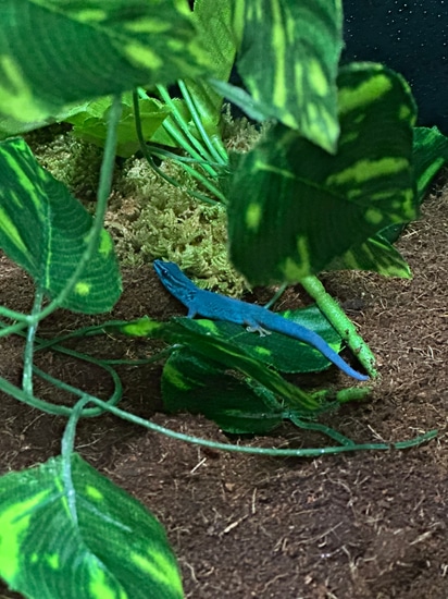 Extremely Proven Electric Blue Day Gecko (L. Williamsi) by Groovy Geckos