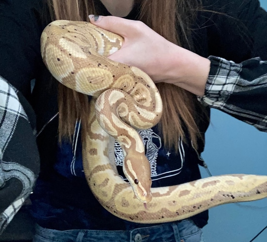 Male Black Pastel Banana Ball Python by Groovy Snakes