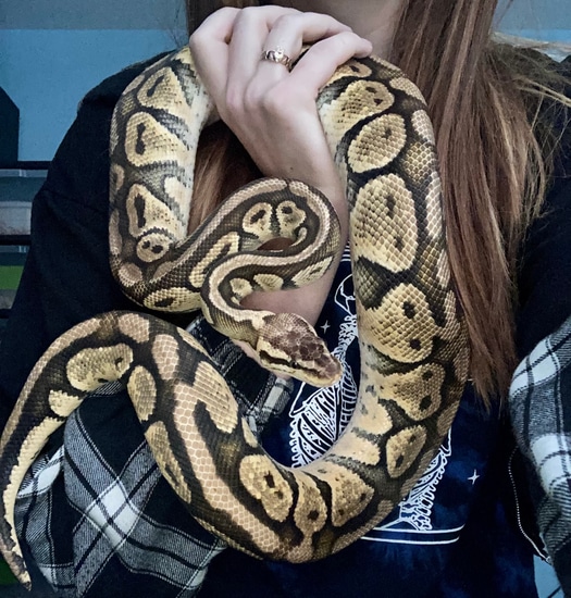 Super Pastel Special Ball Python by Groovy Snakes