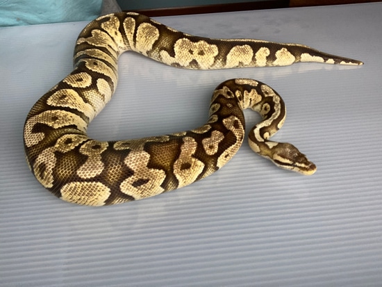 Pastel Fire Adult Female Ball Python by Groovy Snakes