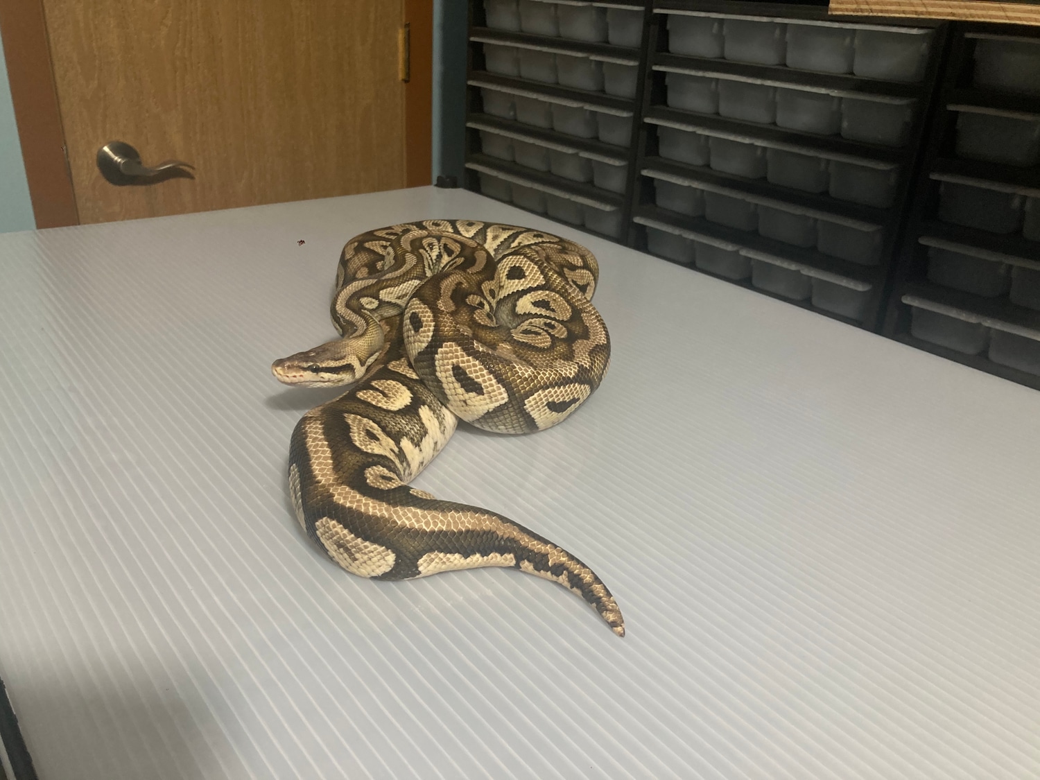 Super Pastel Mystic Ball Python by Groovy Snakes - MorphMarket