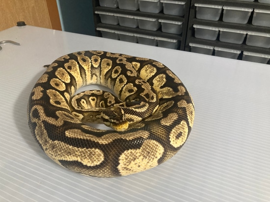 Pastel Yellowbelly Ball Python by Groovy Snakes