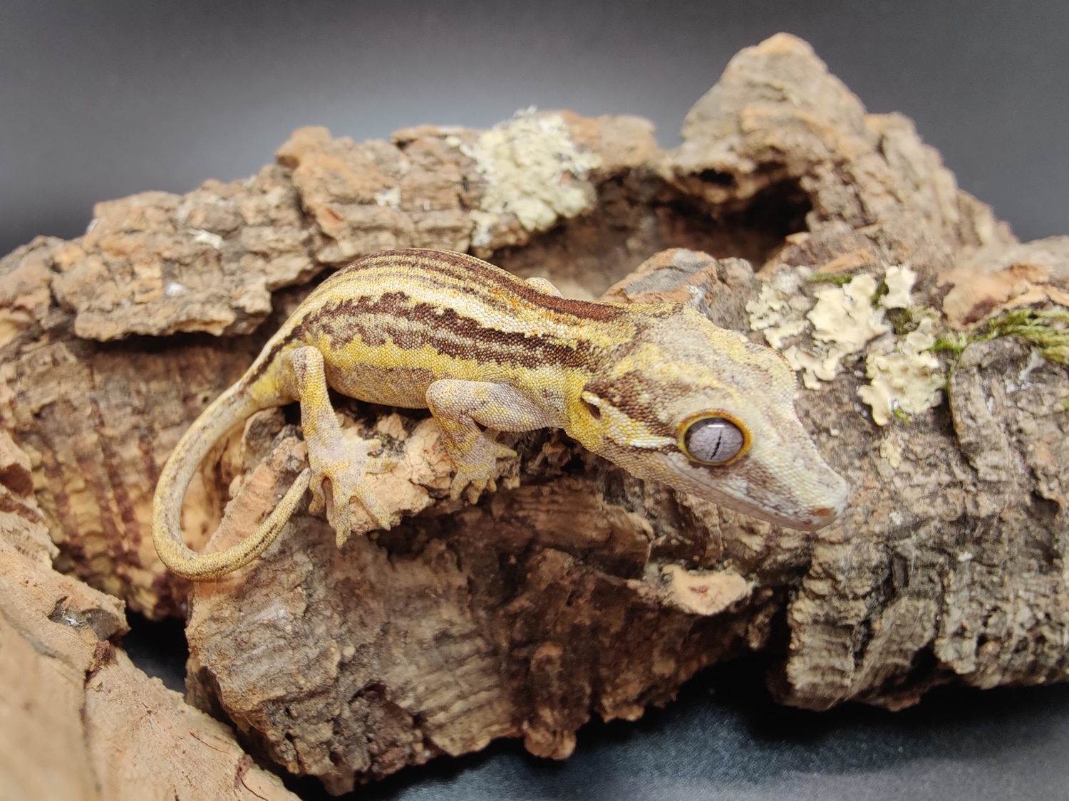 Yellow Stripe Gargoyle Gecko by Grotesque Gargs - MorphMarket