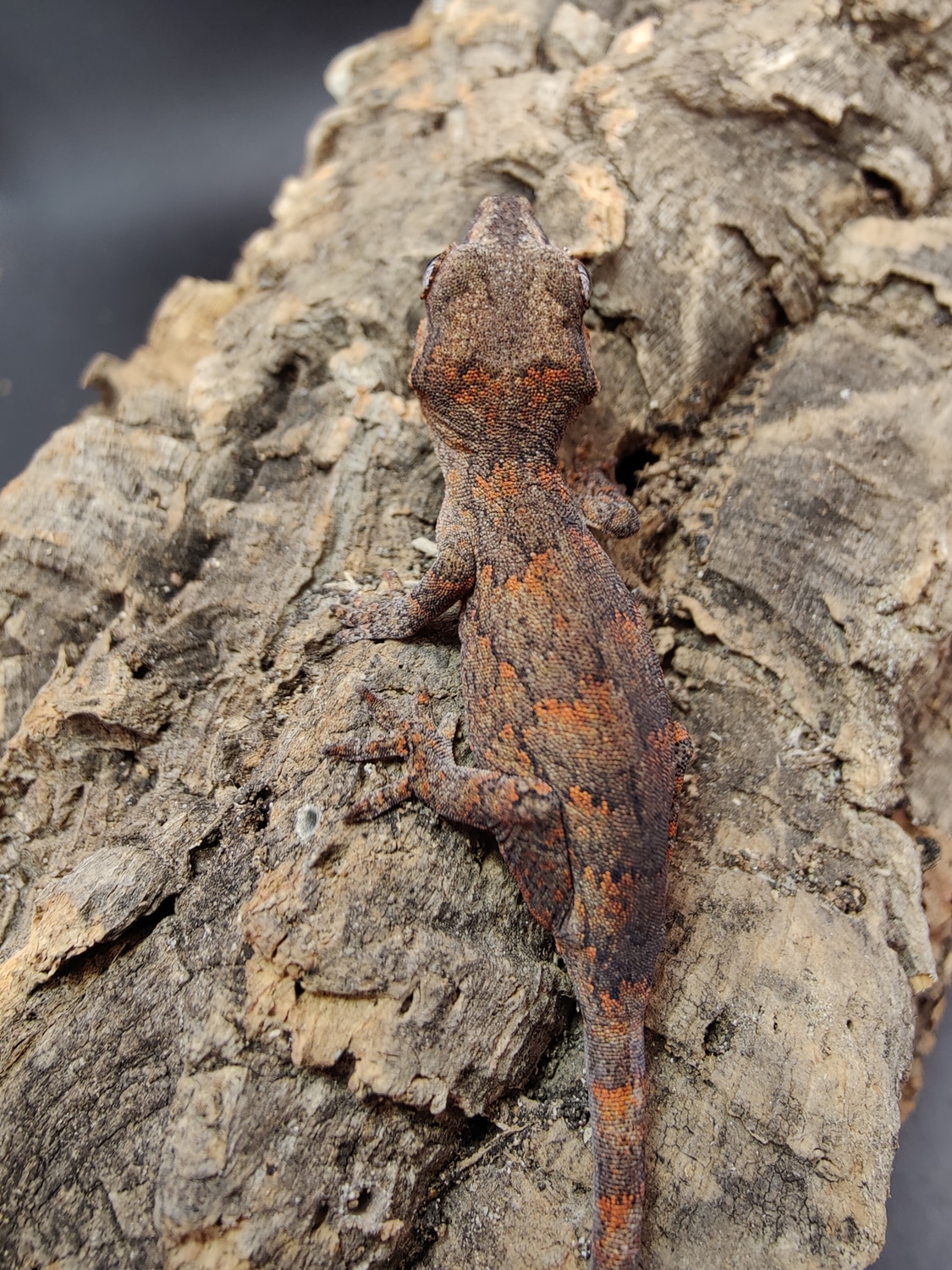 Orange Blotch Gargoyle Gecko by Grotesque Gargs - MorphMarket