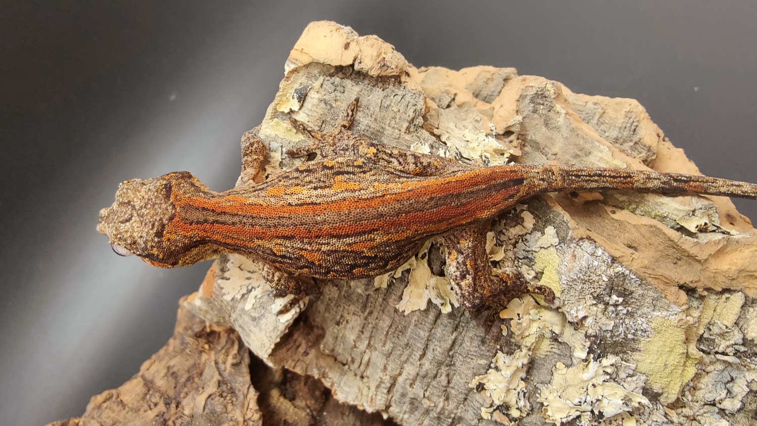 Red/Orange Stripe Gargoyle Gecko by Grotesque Gargs - MorphMarket