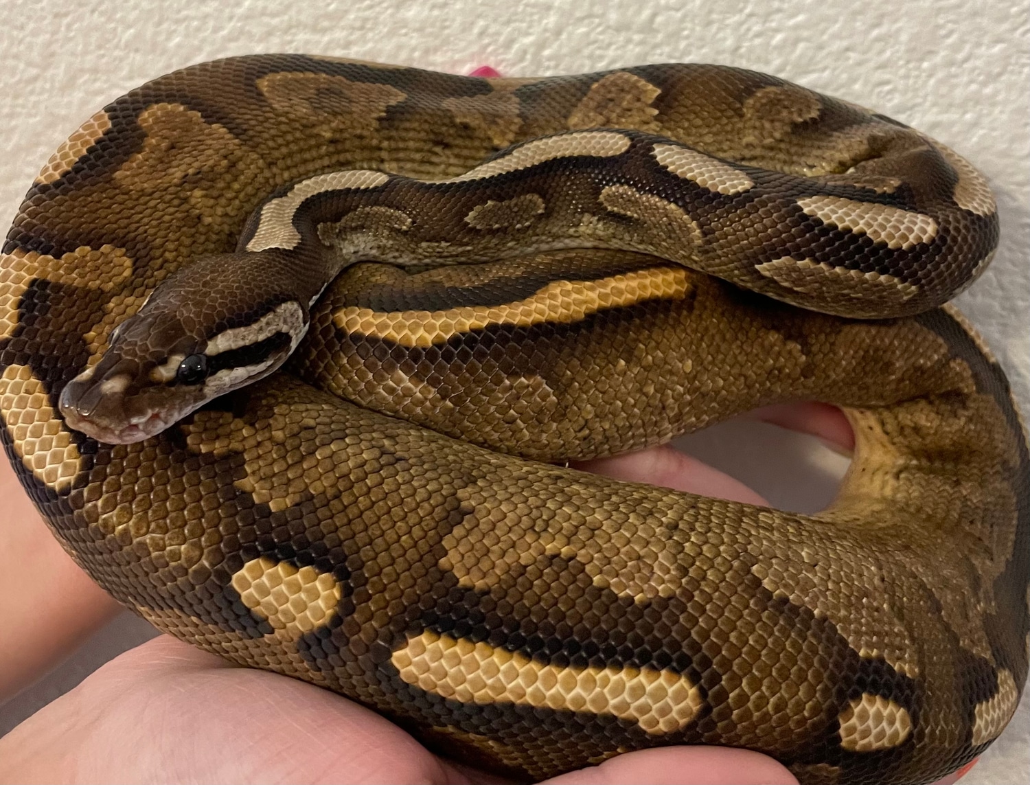 Orange Dream, Yellow Belly, Calico, Black Pastel Ball Python by Walden ...