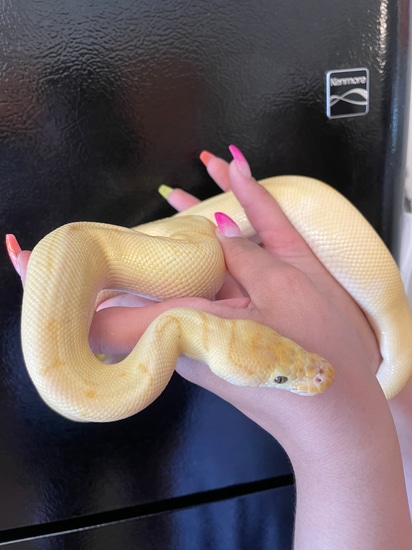 Banana, Pinstripe, Super Blade, Clown Ball Python by Walden's Battle ...