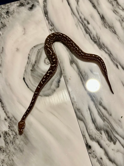 Angolan Pythons by North Bay Serpents
