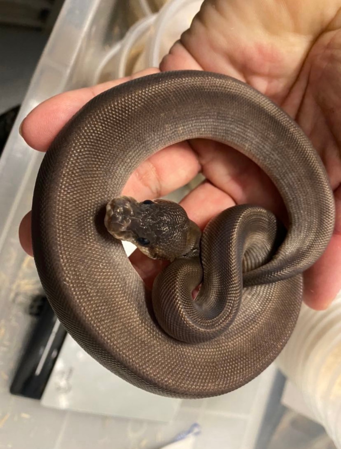 Super Cinnamon Ball Python by GLR Reptiles - MorphMarket