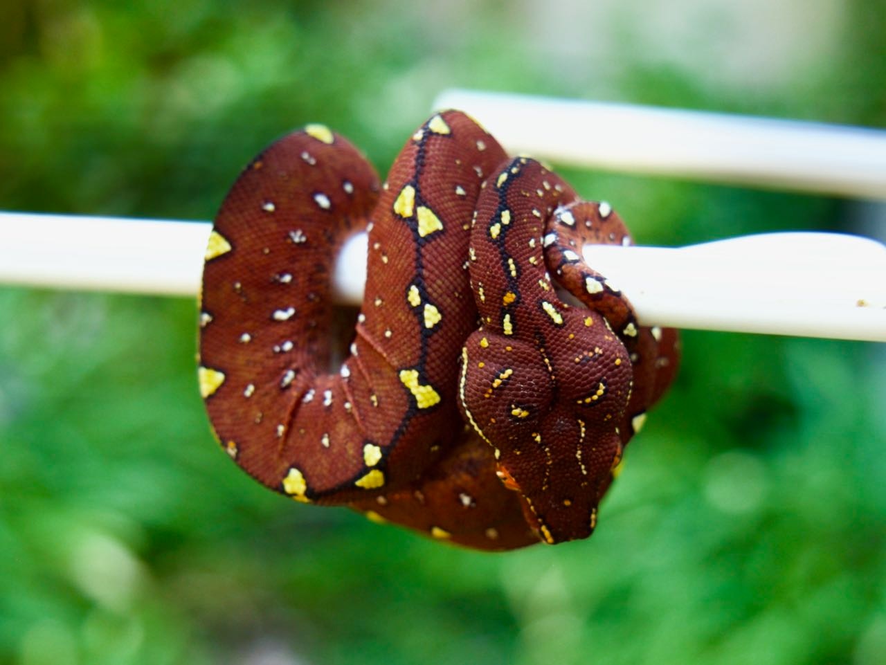 USCB High Yellow/Calico Neonate Green Tree Python by Gold River Reptile ...