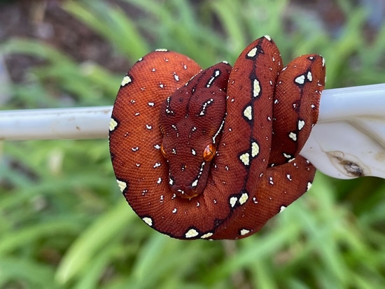 USCB High Yellow/Calico Neonate Green Tree Python by Gold River Reptile