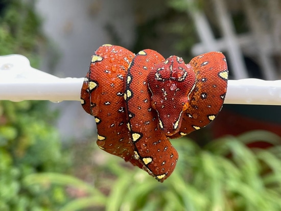USCBB High Yellow/Calico Neonate Green Tree Python by Gold River Reptile