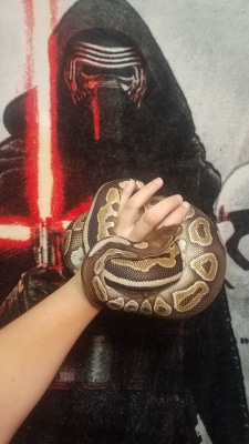 Sinny Ball Python by Georgia Reptile Society Adoptions and Rescue