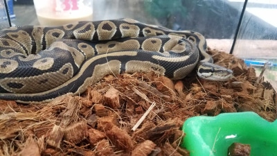 Ollie Ball Python by Georgia Reptile Society Adoptions and Rescue ...