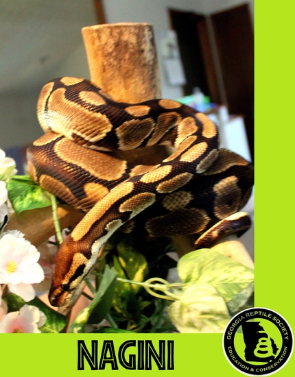 Nagini Ball Python by Georgia Reptile Society Adoptions and Rescue