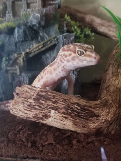 Launch Leopard Gecko by Georgia Reptile Society Adoptions and Rescue