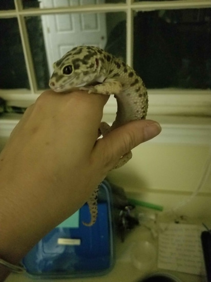 Hindsight Leopard Gecko by Georgia Reptile Society Adoptions and Rescue