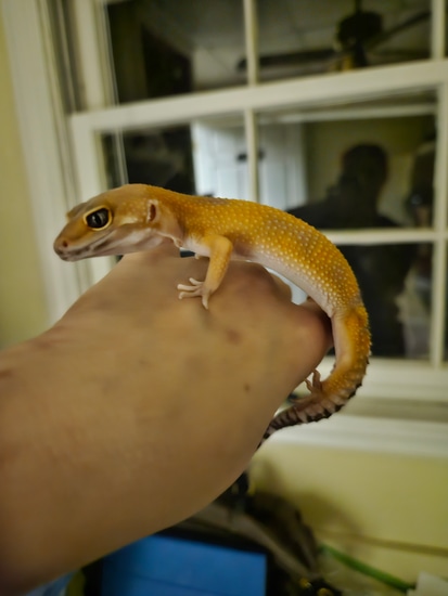Creeper Leopard Gecko by Georgia Reptile Society Adoptions and Rescue