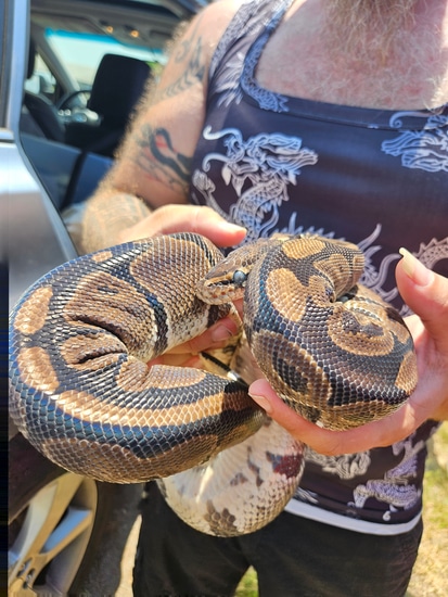 Alita Ball Python by Georgia Reptile Society Adoptions and Rescue