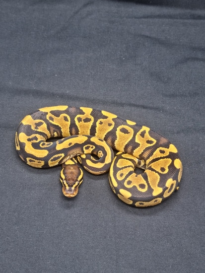 Female Yellowbelly 100% Het Ghost Poss Het Clown Ball Python by ...