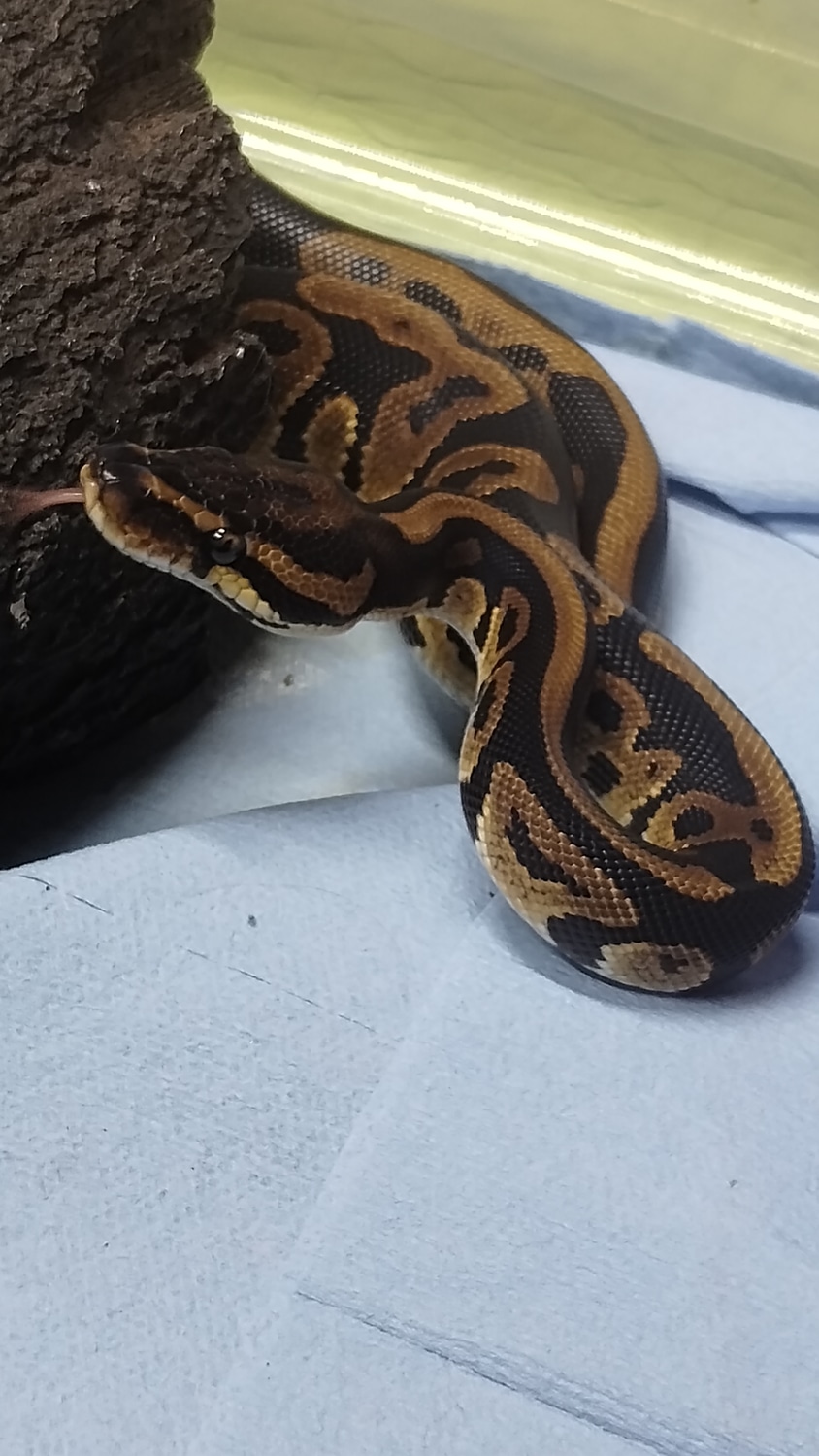 Leopard 50% Het Clown Ball Python by Grumpy Exotics - MorphMarket