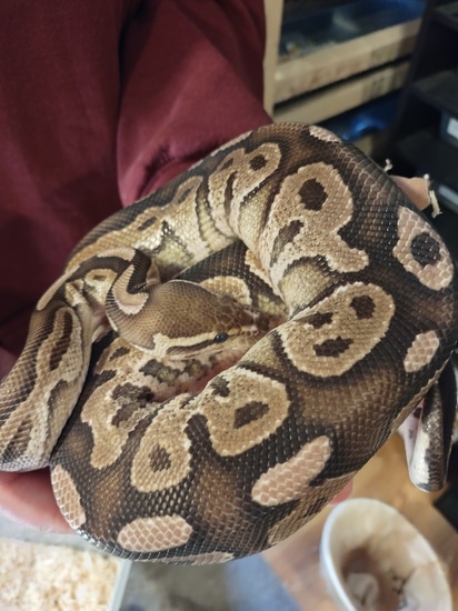 Firemon Orange Dream Ball Python by Grumpy Catling Exotics