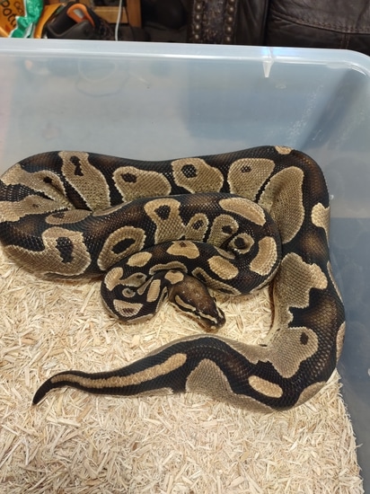 Orange Belly Ball Python by Grumpy Catling Exotics