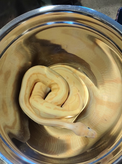 Banana Leopard Pinstripe Paradox Het Clown/Cryptic Ball Python by ...
