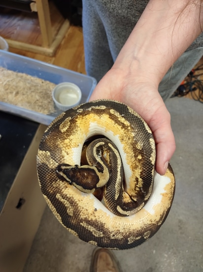 Enchi Yellow Belly Piebald Ball Python by Grumpy Catling Exotics