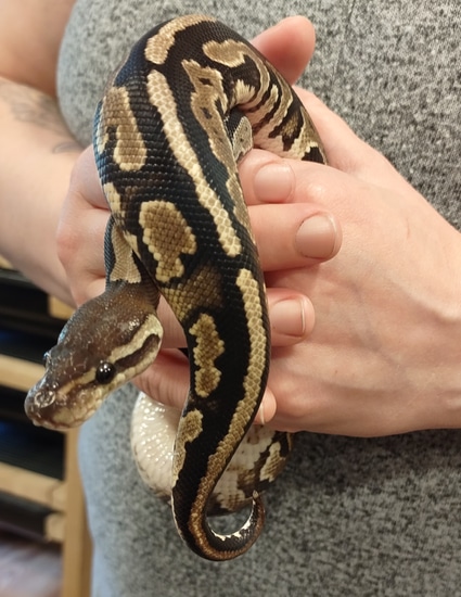 Cinnamon Special Het Piebald Ball Python by Grumpy Catling Exotics
