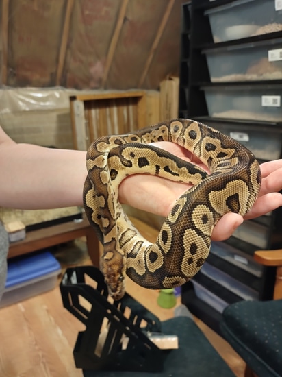 Clown Ball Python by Grumpy Catling Exotics