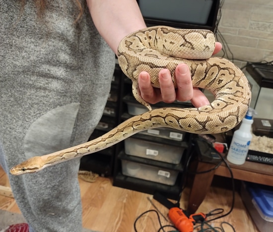 Jigsaw Pastel Ball Python by Grumpy Catling Exotics