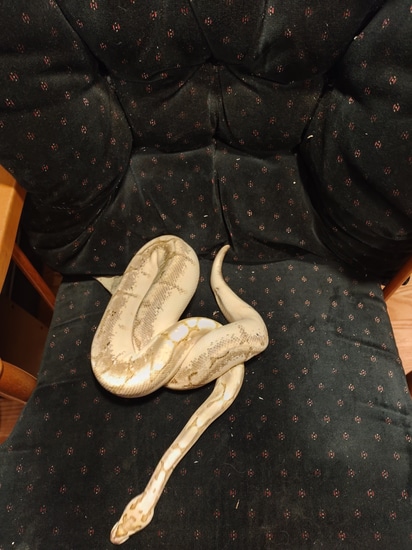 Bambee Ball Python by Grumpy Catling Exotics