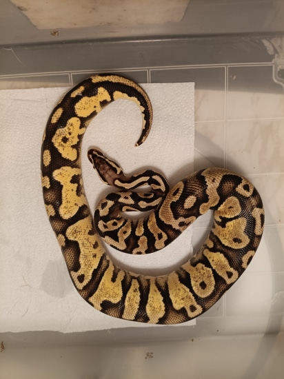 Yellow Belly Pastel Sandblast Het Piebald Ball Python by Grumpy Catling ...