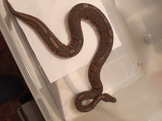Chocolate Orange Dream Ball Python by Grumpy Catling Exotics
