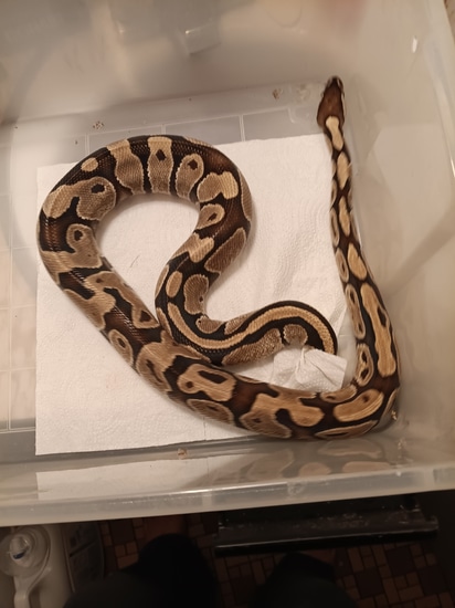 Orange Dream Ball Python by Grumpy Catling Exotics