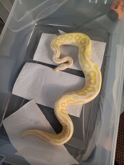 Black Pastel Albino Ball Python by Grumpy Catling Exotics