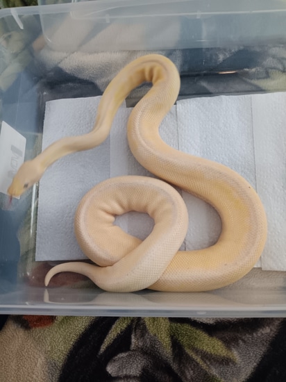 Banana Champagne Lemon Blast Ball Python by Grumpy Catling Exotics