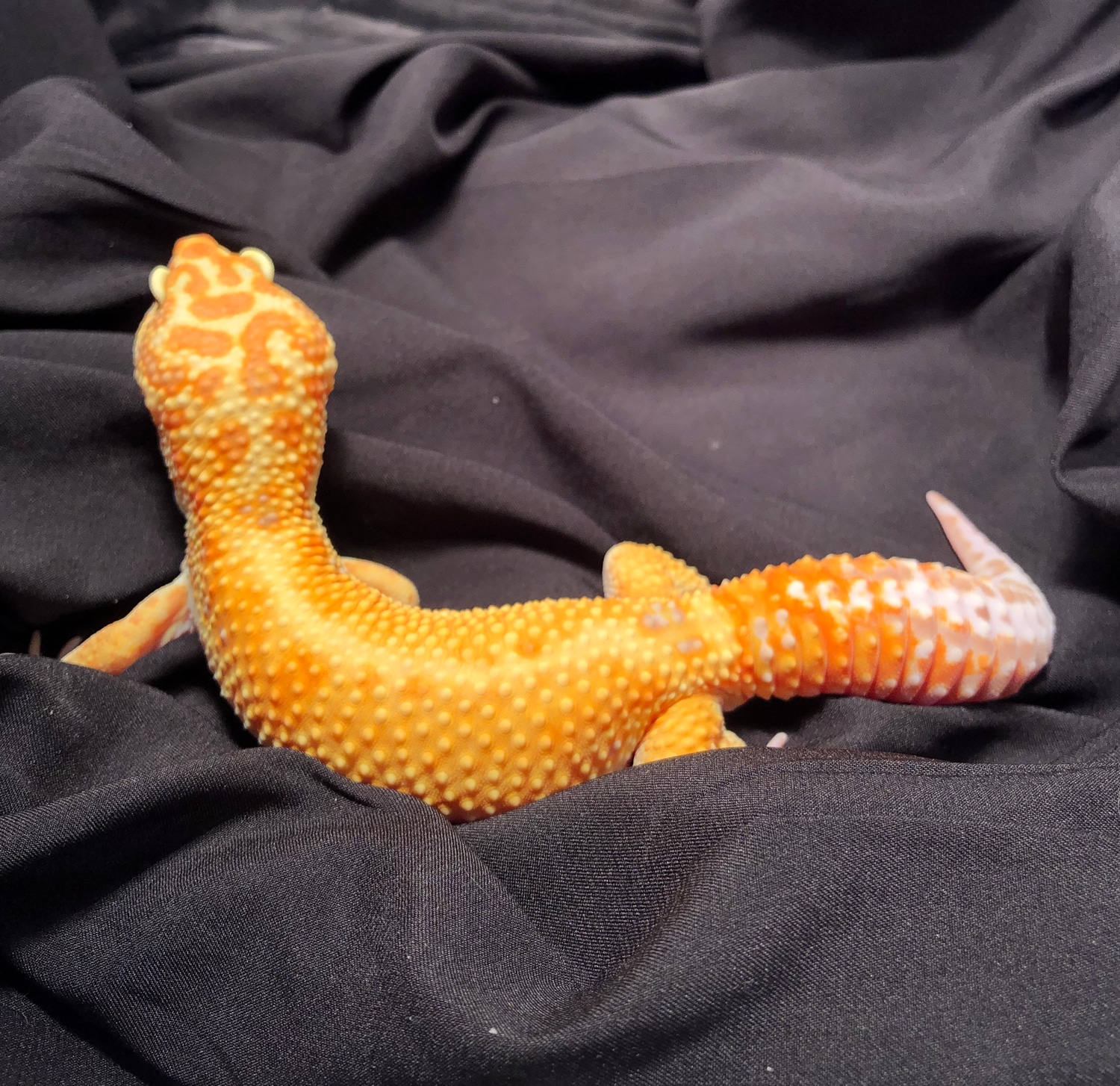 Red Stripe Firewater Het Eclipse Leopard Gecko by G's Exotics - MorphMarket