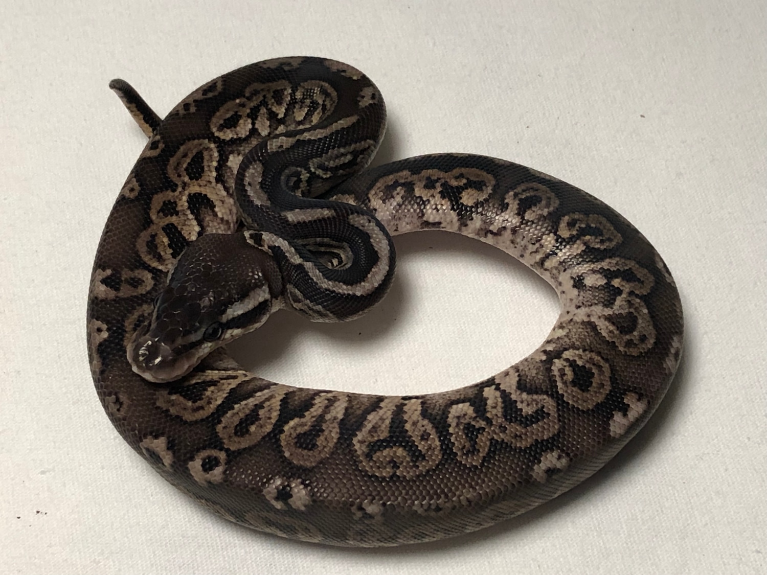 Black Pewter 66% Het Piebald Ball Python by 4 S Reptiles - MorphMarket
