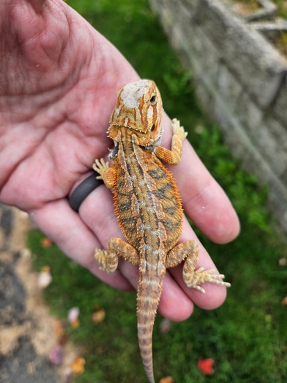 Hypo Citrus Tiger Central Bearded Dragon by Green Mountain Serpents