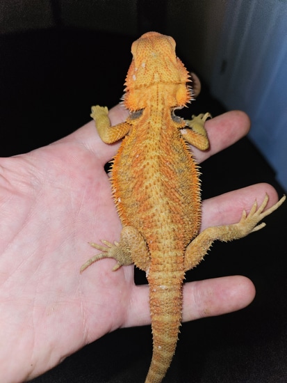 Hypo Translucent Red/Orange Central Bearded Dragon by Green Mountain ...