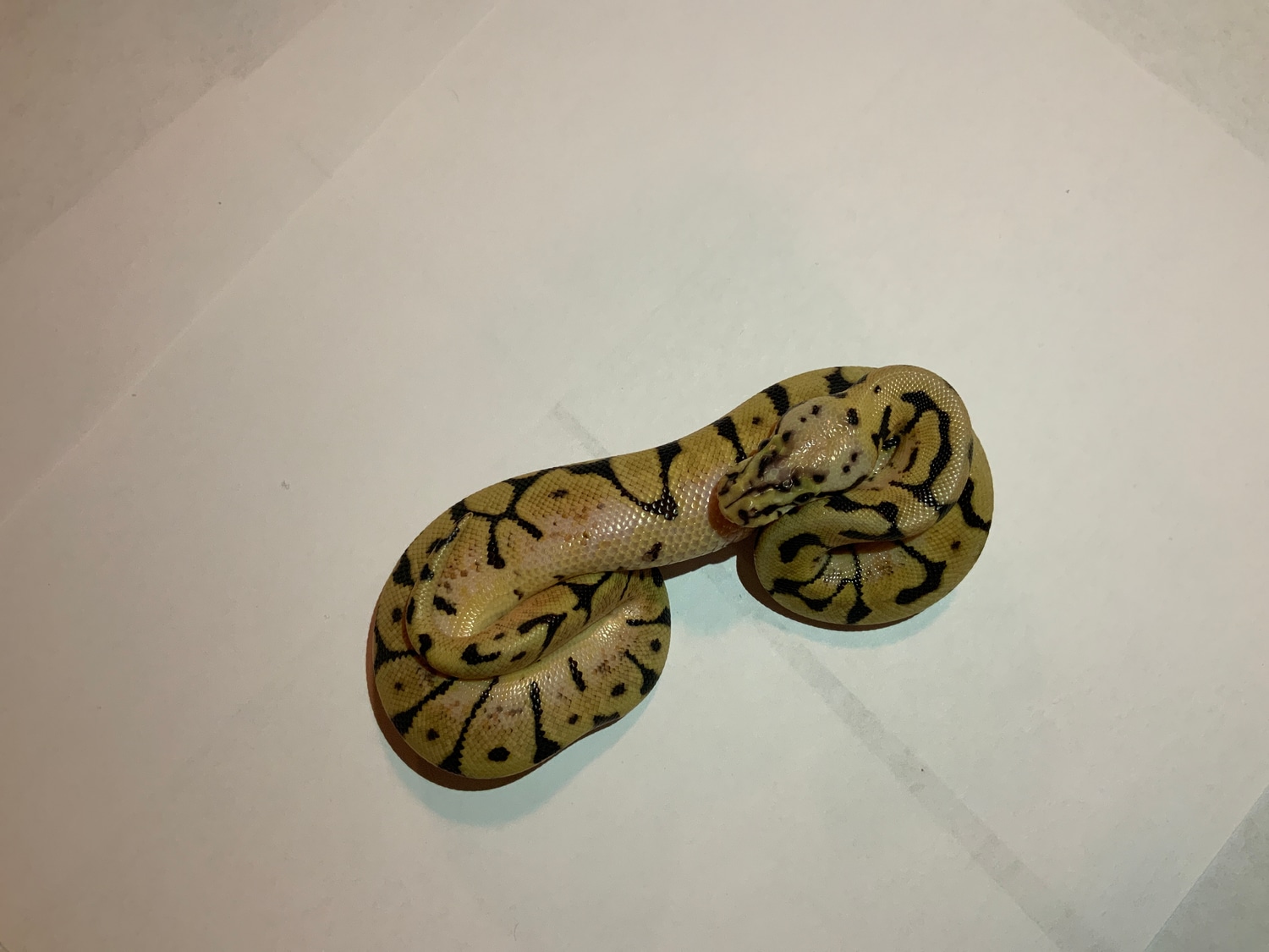 Fire Bee Ball Python by Great Southern Reptiles inc - MorphMarket