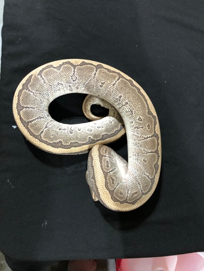 Kingpin Ball Python by Great Southern Reptiles inc